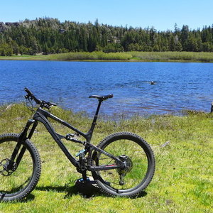 2019 Spot Rollik 150